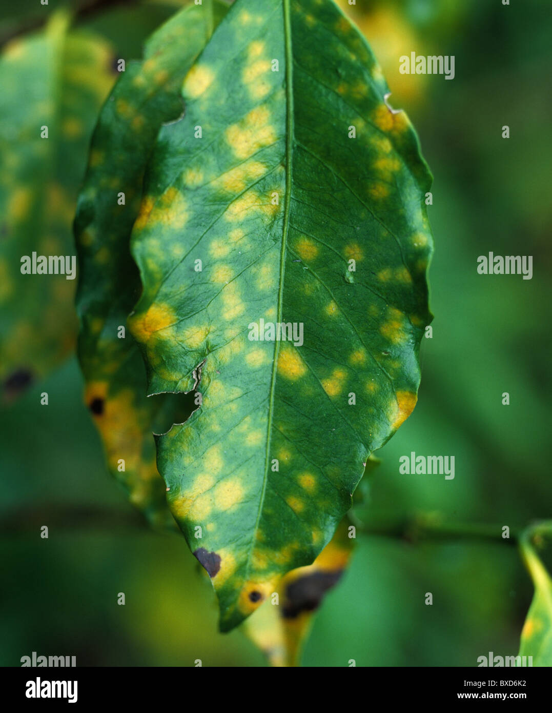 Hemileia hi-res stock photography and images - Alamy