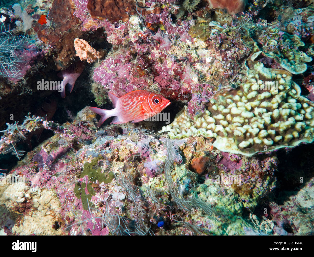 Jawed fish hi-res stock photography and images - Alamy