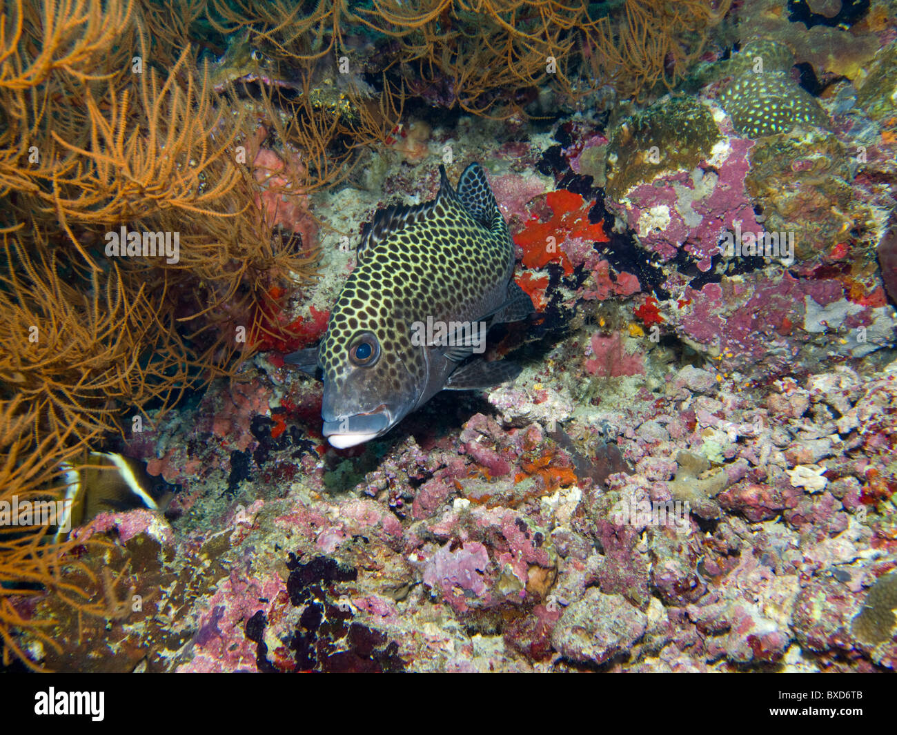 Harlequin sweetlips plectorhinchus chaetodonoides hi-res stock ...