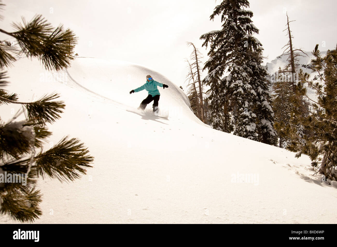 A female snowboarder lays out some fresh tracks while snowboarding in ...