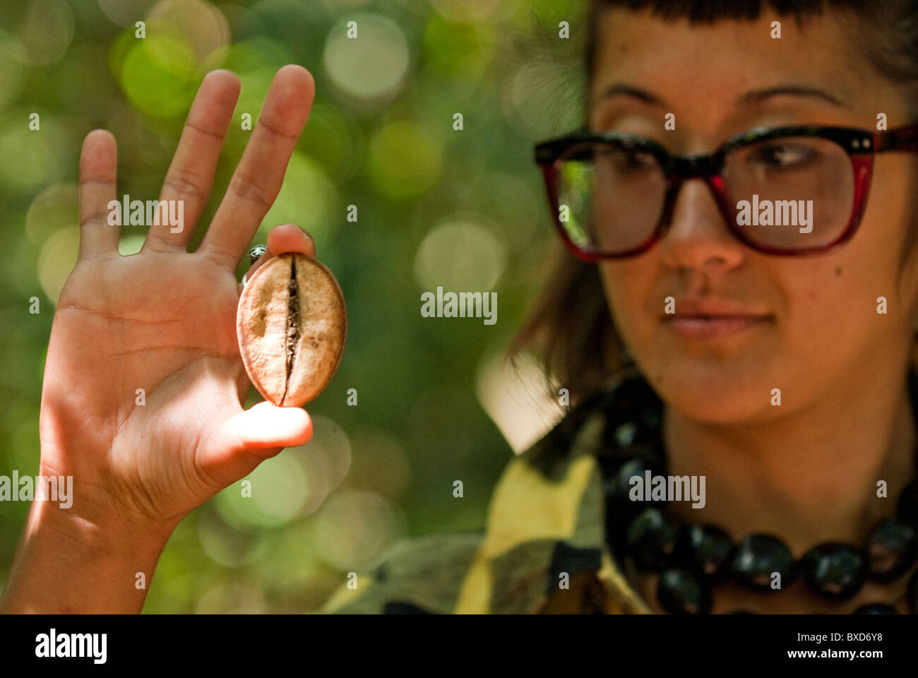 A young woman holds the seed to a relative of the African Baobab Tree ...