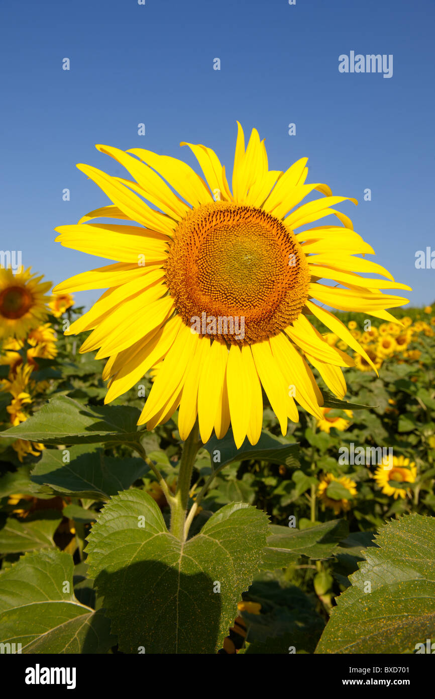 Field of Sunflower flowering heads Stock Photo - Alamy