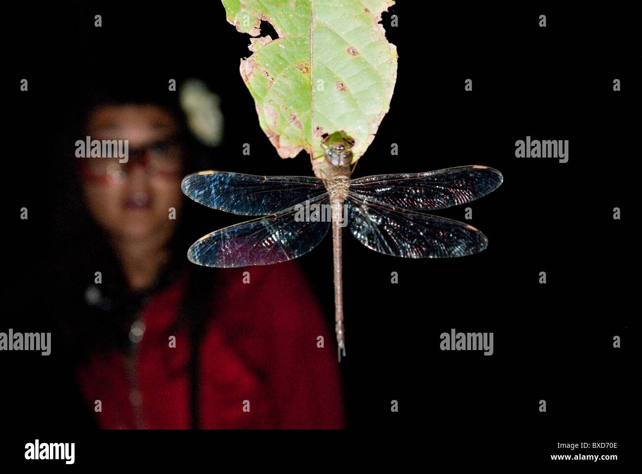 A dragonfly sleeps during the night clinging to a leaf; while a young ...