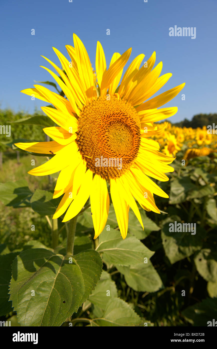 Giant sunflower hi-res stock photography and images - Alamy