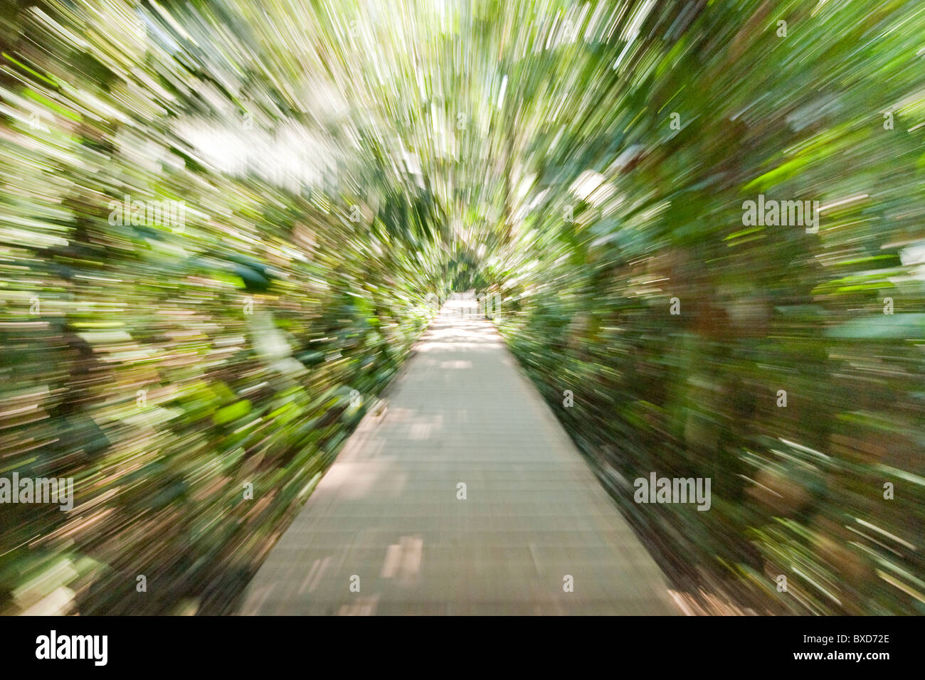 A wooden path through the rainforest in warped speed Stock Photo - Alamy