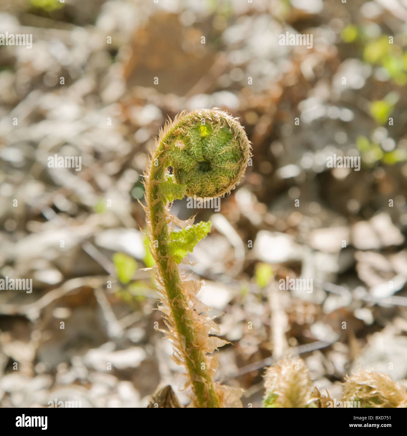 Fern life cycle hi-res stock photography and images - Alamy