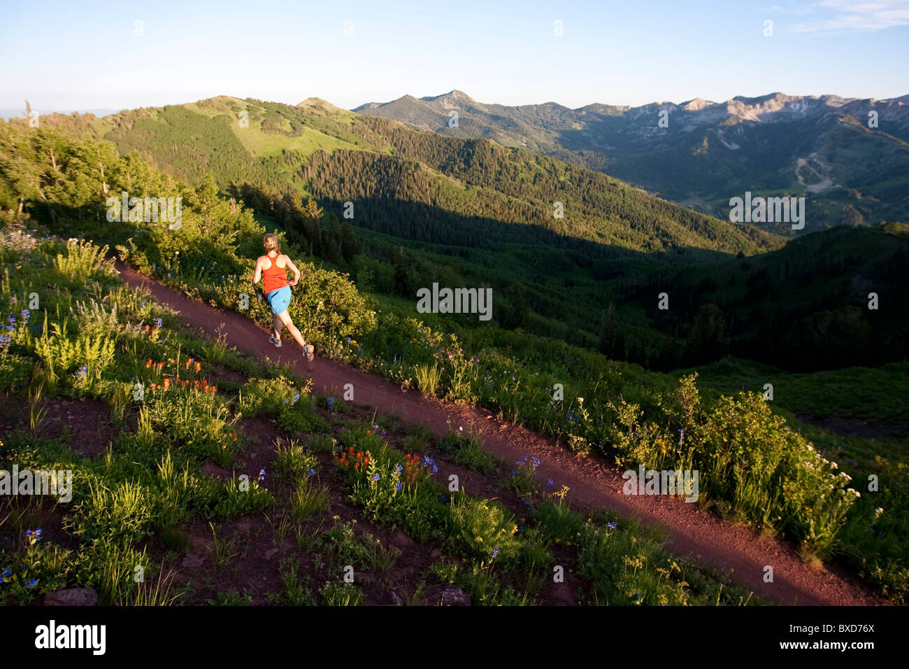 A woman trail running on the crest trail. Big Cottonwood Canyon, Utah ...