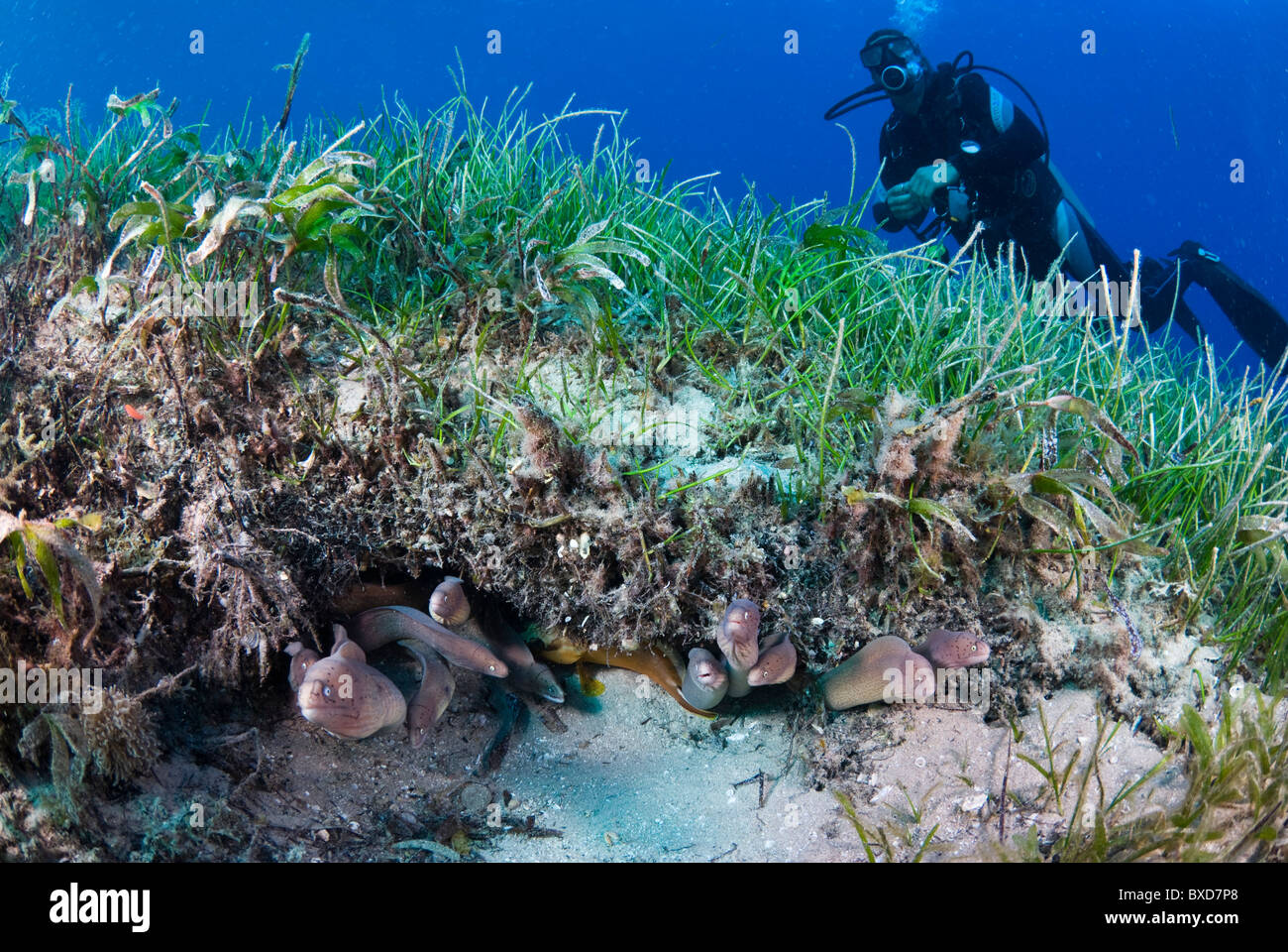 Morey eels, Taba, Egypt, Red Sea Stock Photo - Alamy