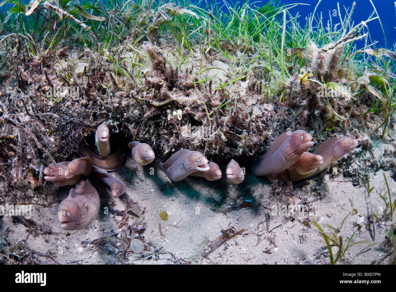 Morey eels, Taba, Egypt, Red Sea Stock Photo - Alamy