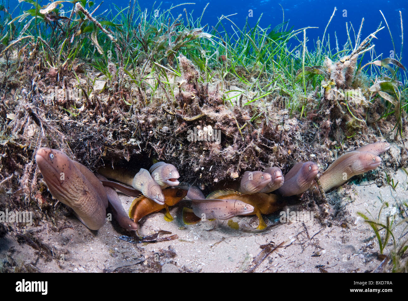 Morey eels, Taba, Egypt, Red Sea Stock Photo - Alamy
