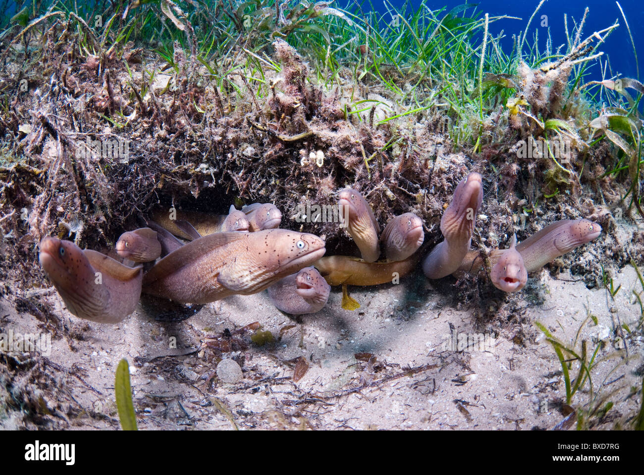 Strange eels hi-res stock photography and images - Alamy