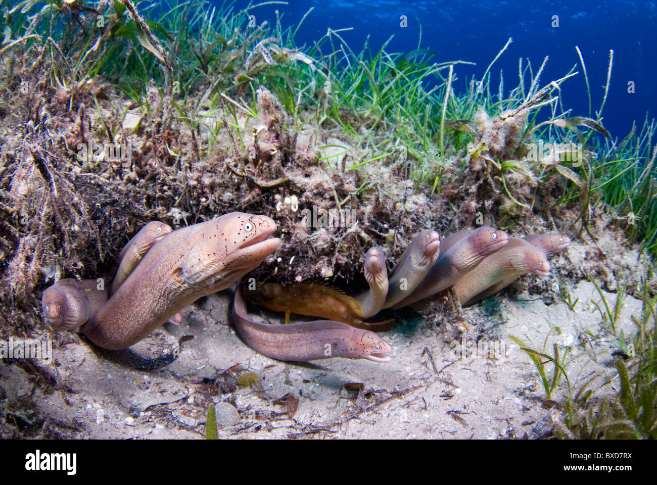 Morey eels, Taba, Egypt, Red Sea Stock Photo - Alamy