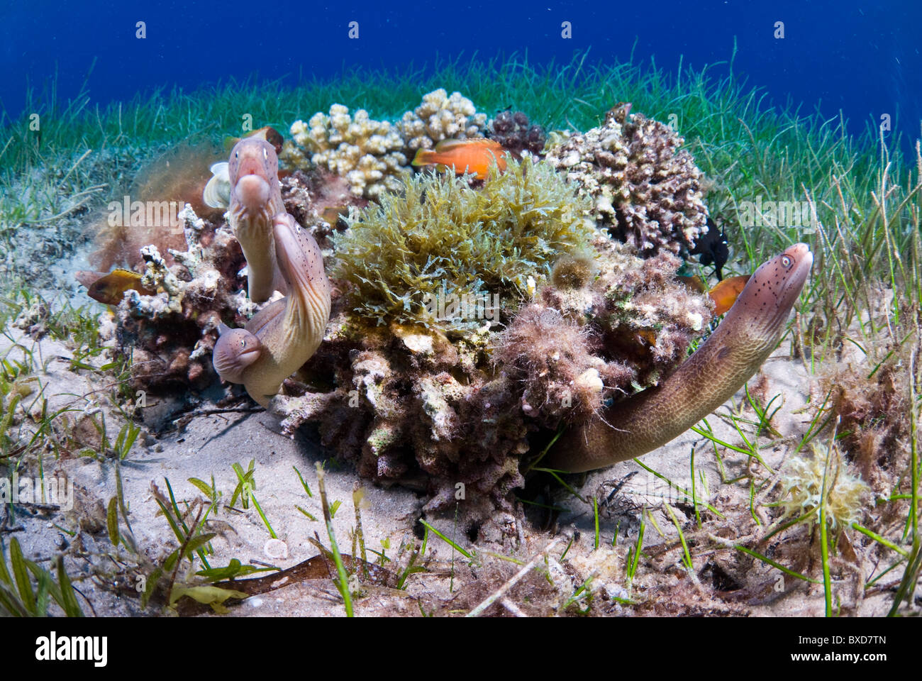 Morey eels, Taba, Egypt, Red Sea Stock Photo - Alamy