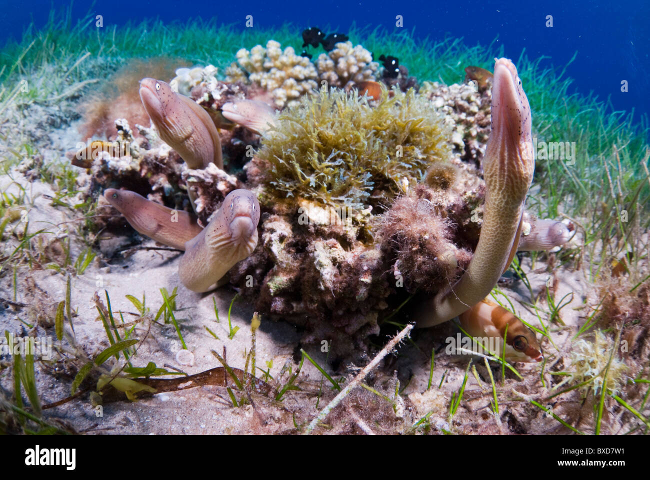 School of eels hi-res stock photography and images - Alamy