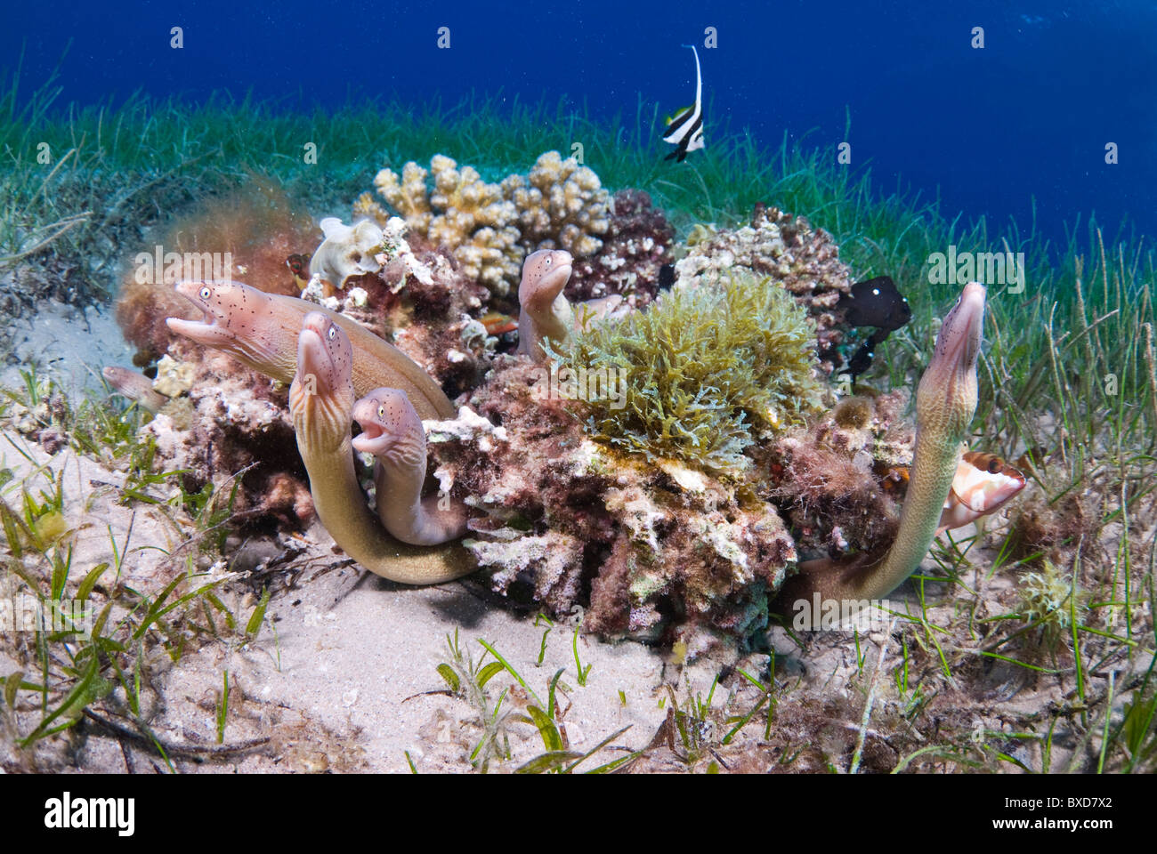 Morey eels, Taba, Egypt, Red Sea Stock Photo - Alamy