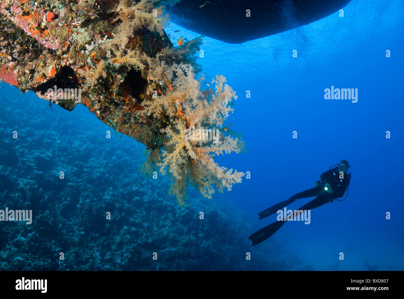 Wreck of Milion Hope, Sharm El Sheikh, Egypt, Red Sea Stock Photo - Alamy