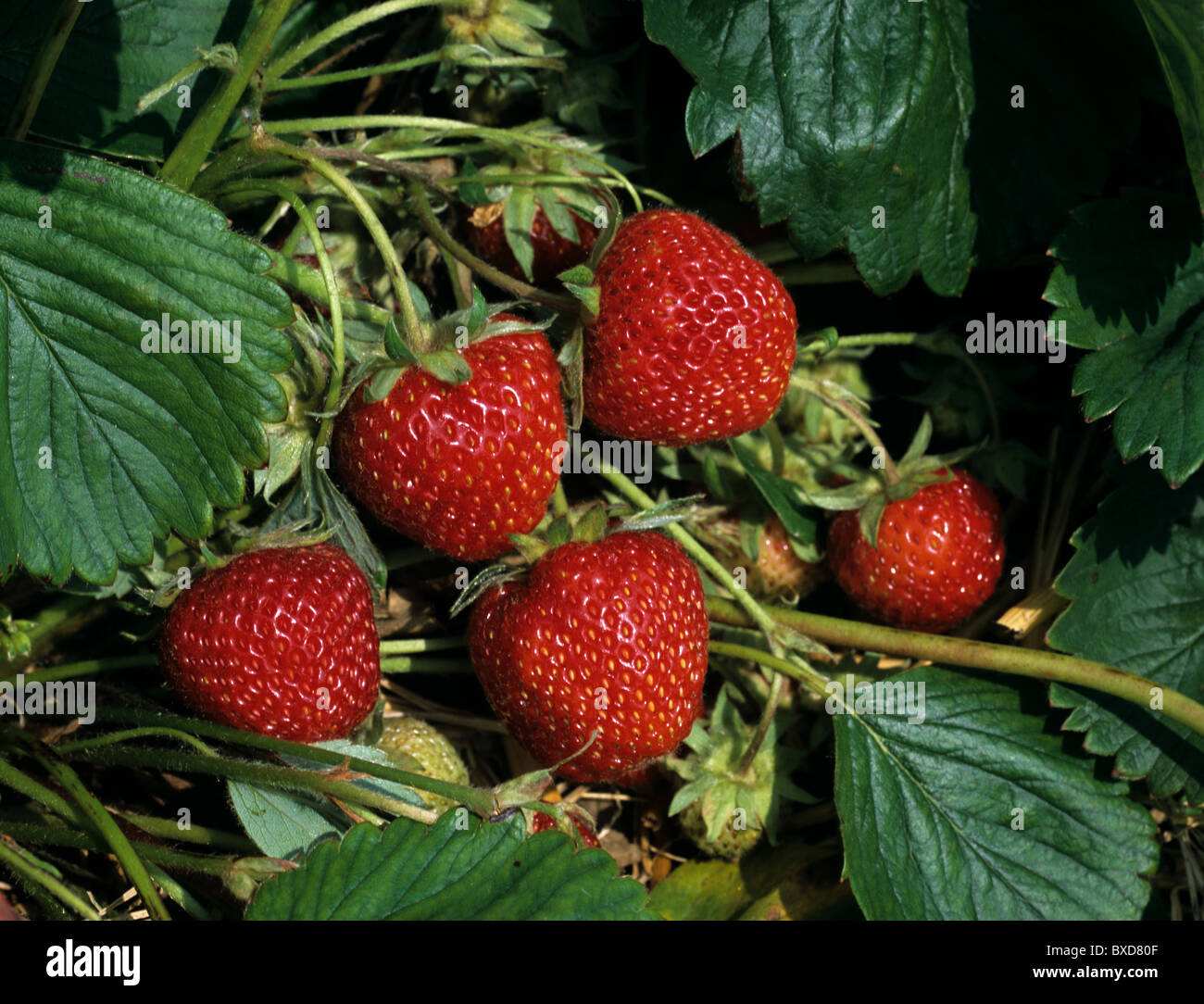 Strawberry picking uk hi-res stock photography and images - Alamy