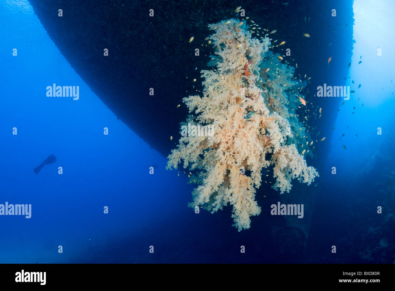 Wreck of Milion Hope, Sharm El Sheikh, Egypt, Red Sea Stock Photo - Alamy