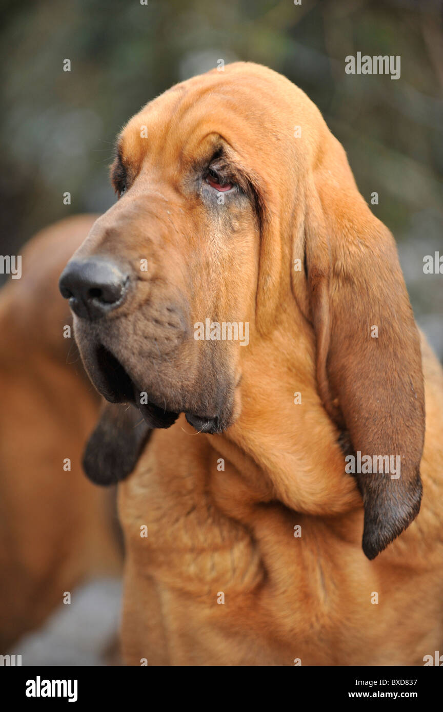 bloodhound dog head study Stock Photo - Alamy
