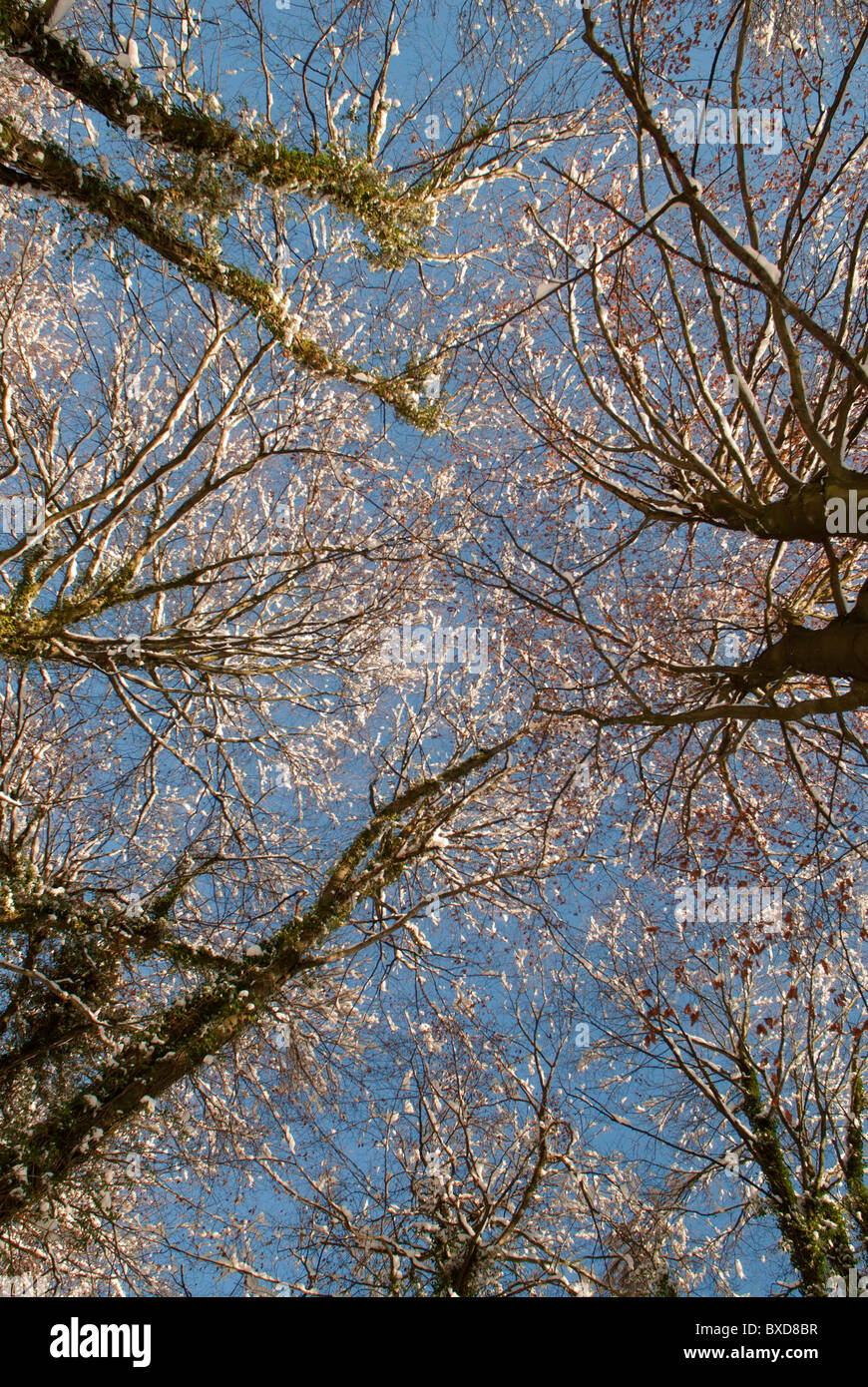 trees forest blue sky Stock Photo - Alamy