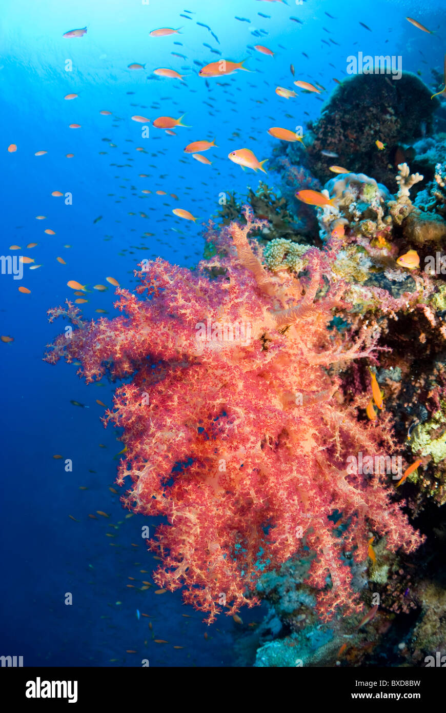 Typical Red Sea coral reef, Shark reef, Sinai, Red Sea, Egypt Stock ...