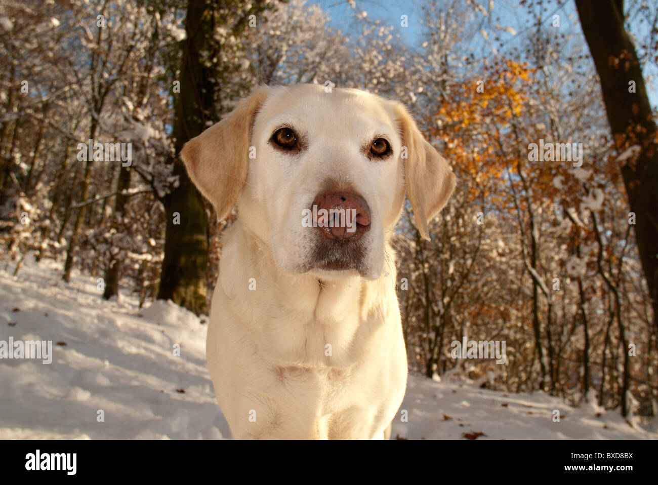 golden labrador in the snow Stock Photo - Alamy