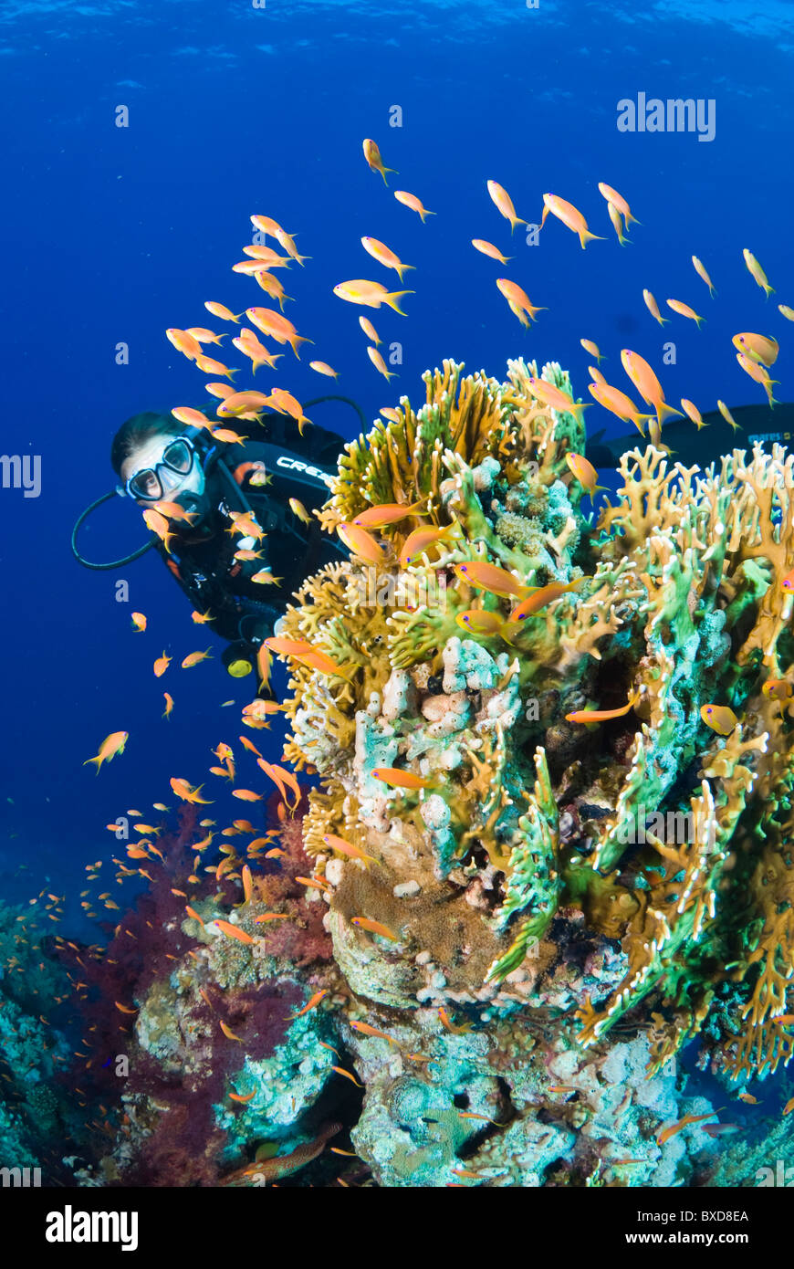Scuba diver observing schooling anthias around fire coral patch, Ras ...