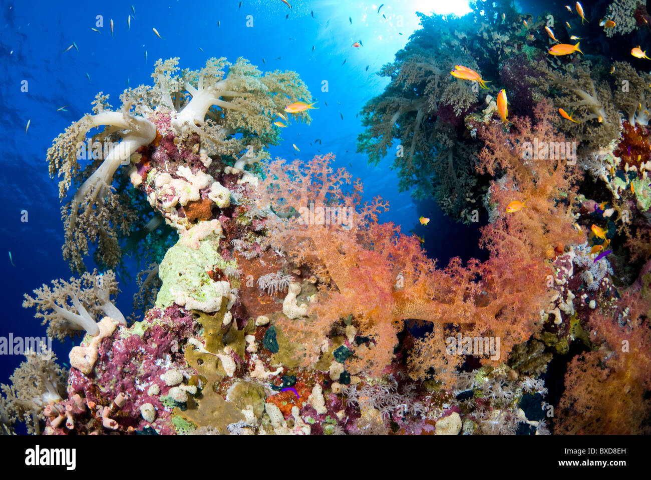Coral reef drop off hi-res stock photography and images - Alamy