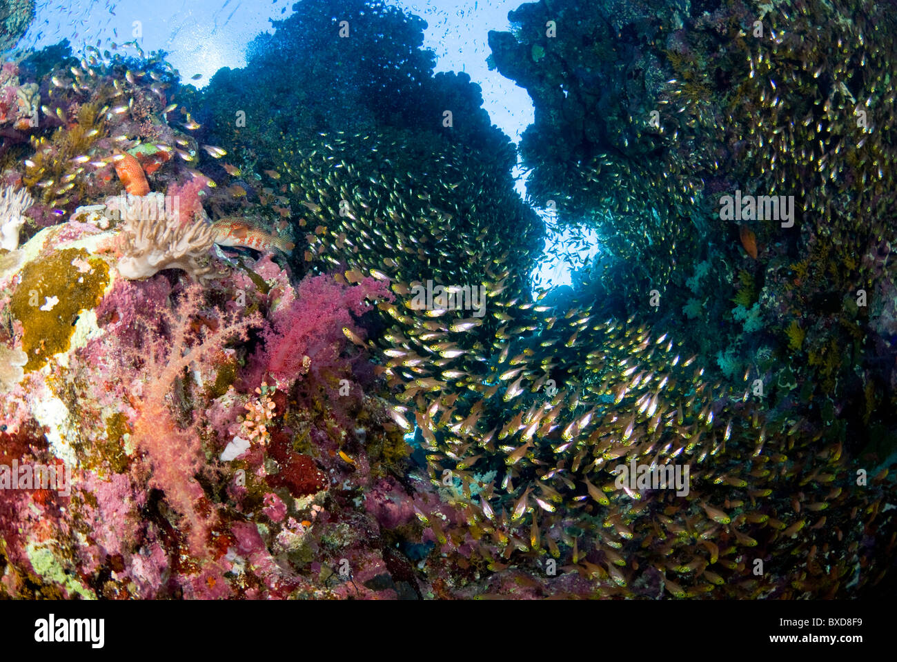 School of glass fish, Ras Zatar, Ras Mohammed, Sinai, Egypt, Red Sea ...