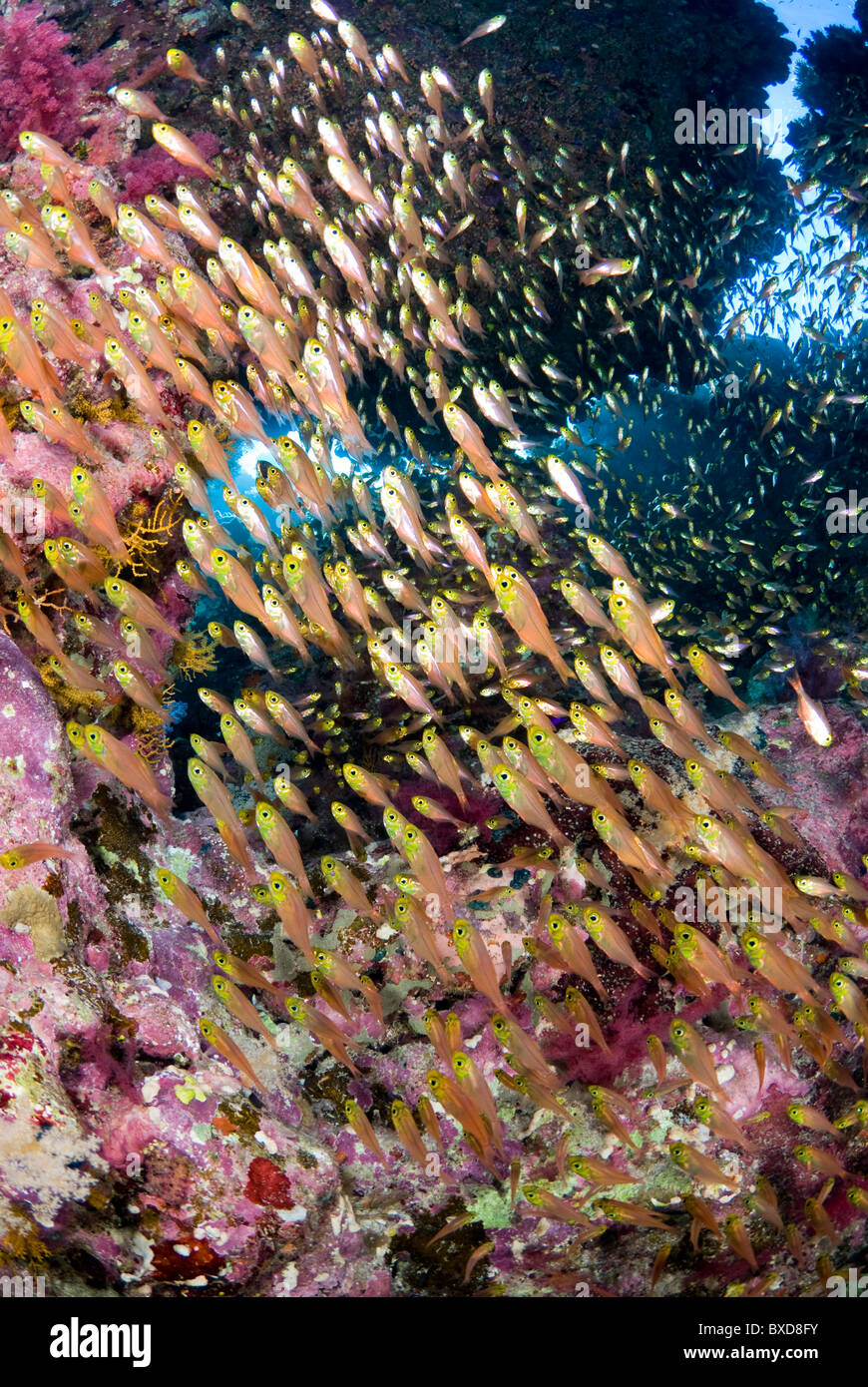 School of glass fish, Ras Zatar, Ras Mohammed, Sinai, Egypt, Red Sea ...