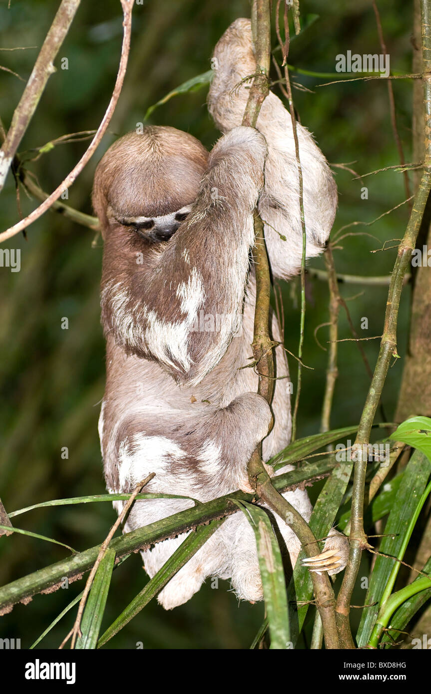 Three toad sloth Bradypus variegatus in Ecuador rainforest Stock Photo ...