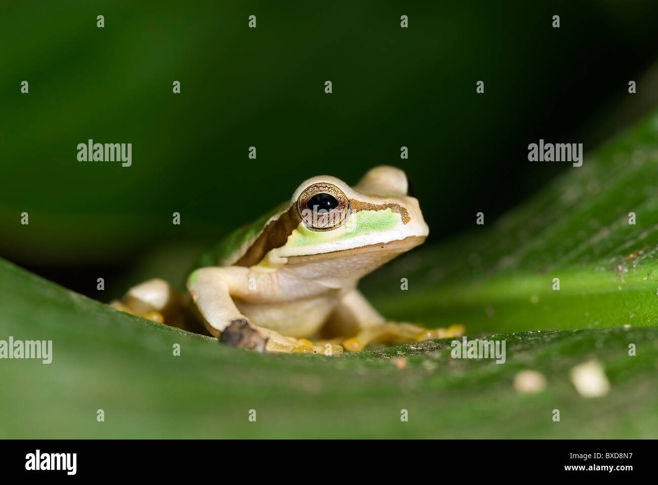Masked tree frog, "Smilisca phaeota" frog costa rica Stock Photo - Alamy