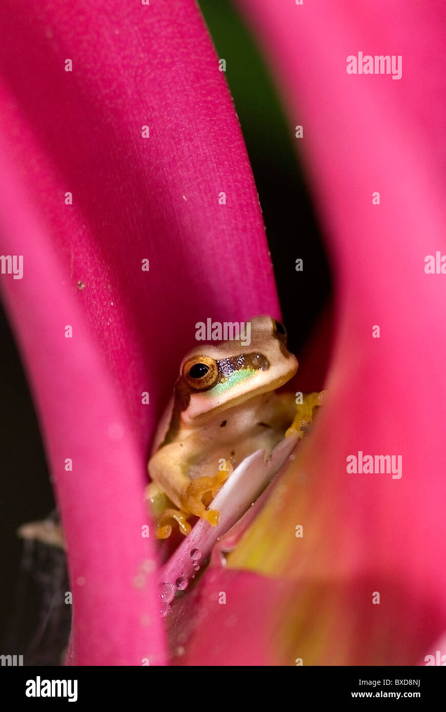 Masked tree frog, "Smilisca phaeota" frog costa rica Stock Photo - Alamy