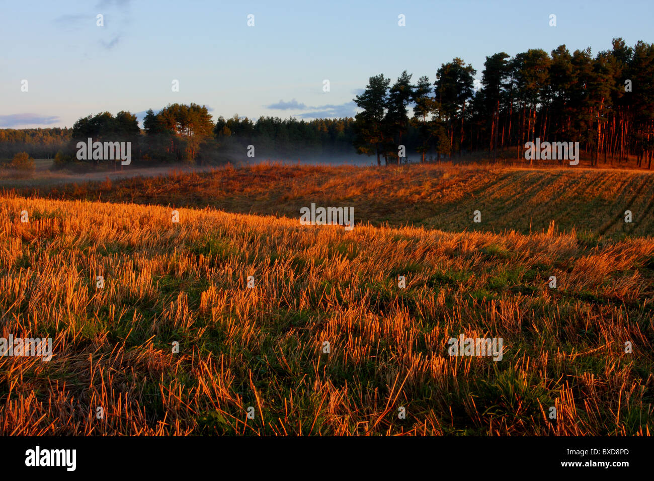 Stubble in the morning light Stock Photo - Alamy