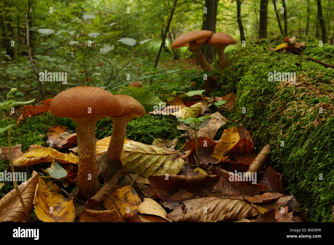 Mushrooms in the forest-Dark Honey Fungus-Armillaria ostoyae Stock ...
