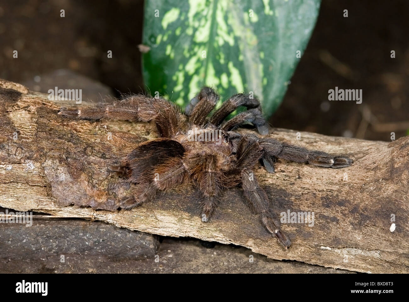 Psalmopoeus Reduncus