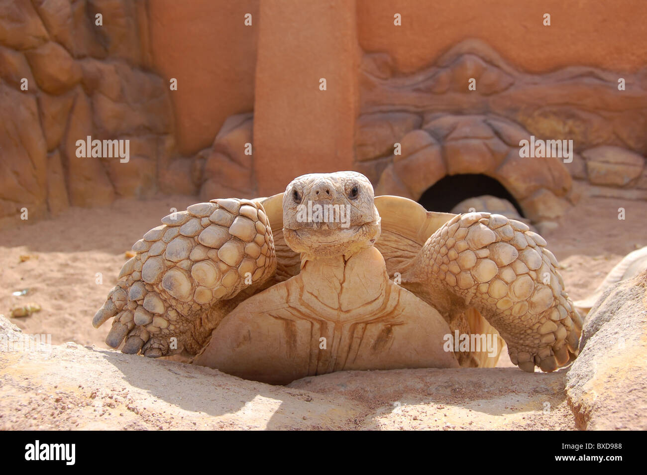 Turtle in the small zoo of popular hotel, Sharm el Sheikh, Egypt Stock ...