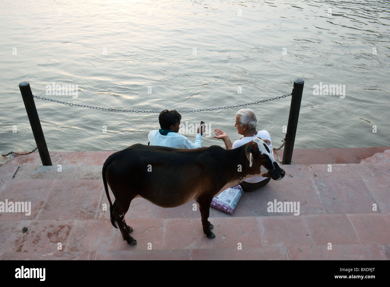 A cow and two men sitting in a ghat of Ganges river in Rishikesh ...