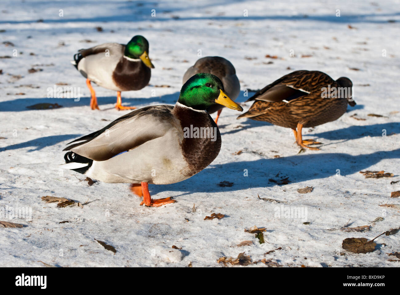 A group of Mallard ducks in the snow Stock Photo - Alamy
