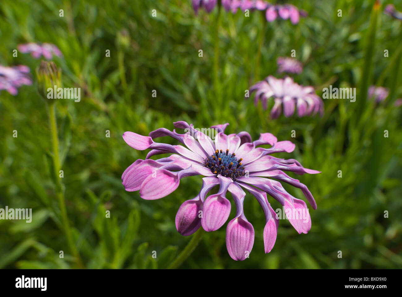 Osteospermum serenity hi-res stock photography and images - Alamy