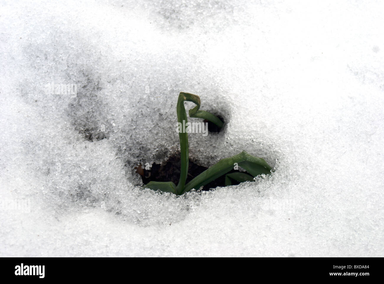 Over wintering Japanese onions grown from sets covered in snow Stock ...