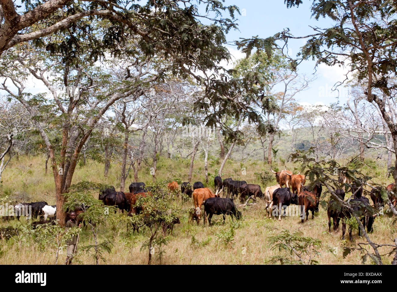 A man herds his cattle in the Zambian bush Stock Photo - Alamy