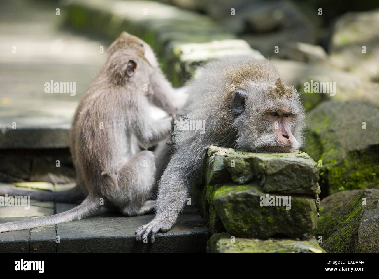 Balinese macaques at the Sacred Monkey Forest Sanctuary in Ubud, Bali ...