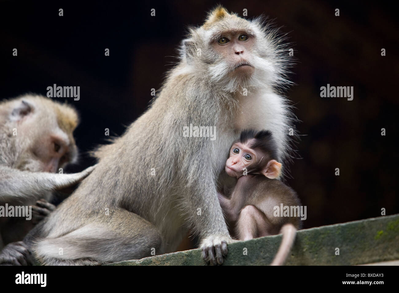 Balinese macaques at the Sacred Monkey Forest Sanctuary in Ubud, Bali ...