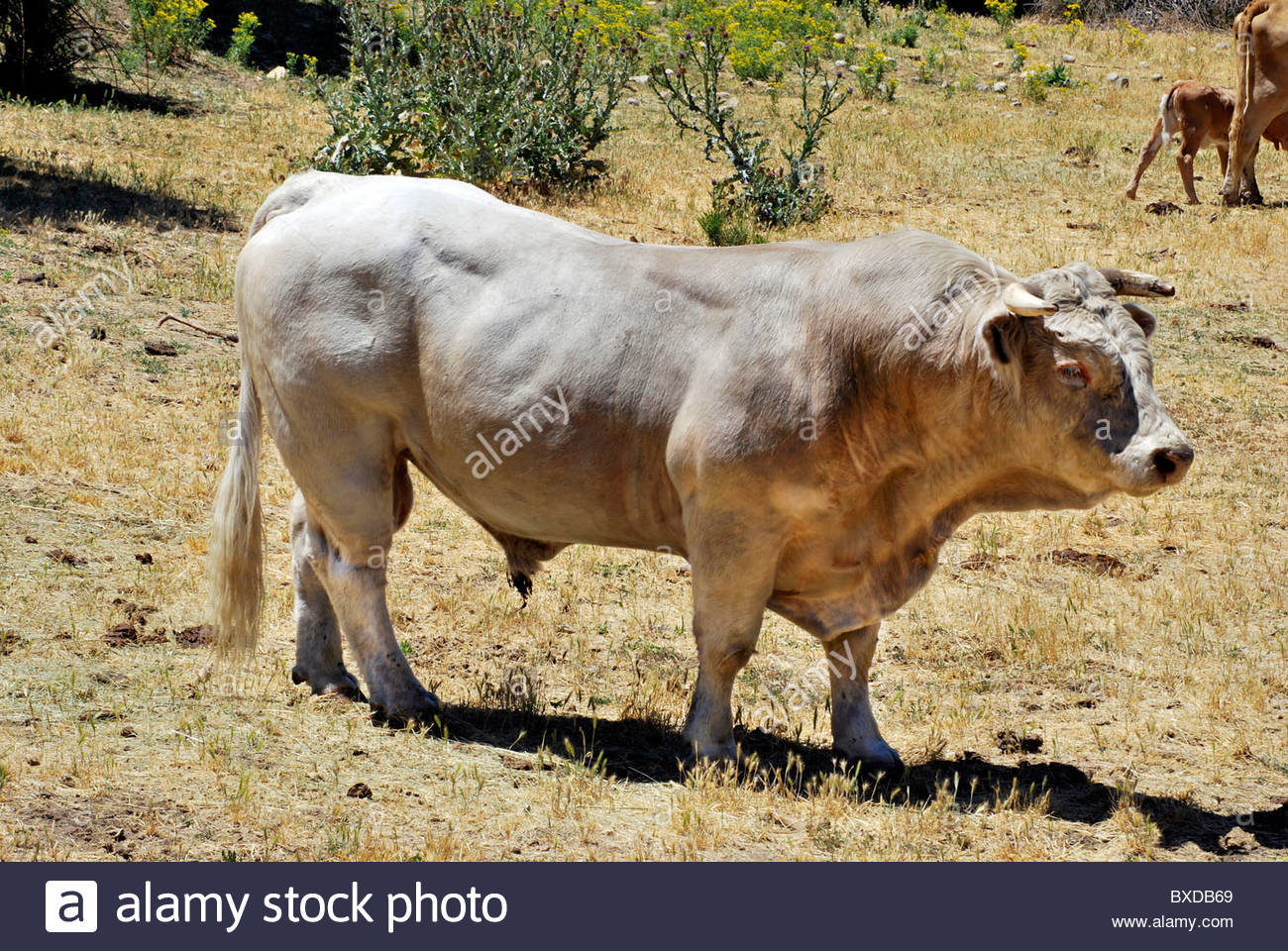 Spanish Bull High Resolution Stock Photography and Images - Alamy