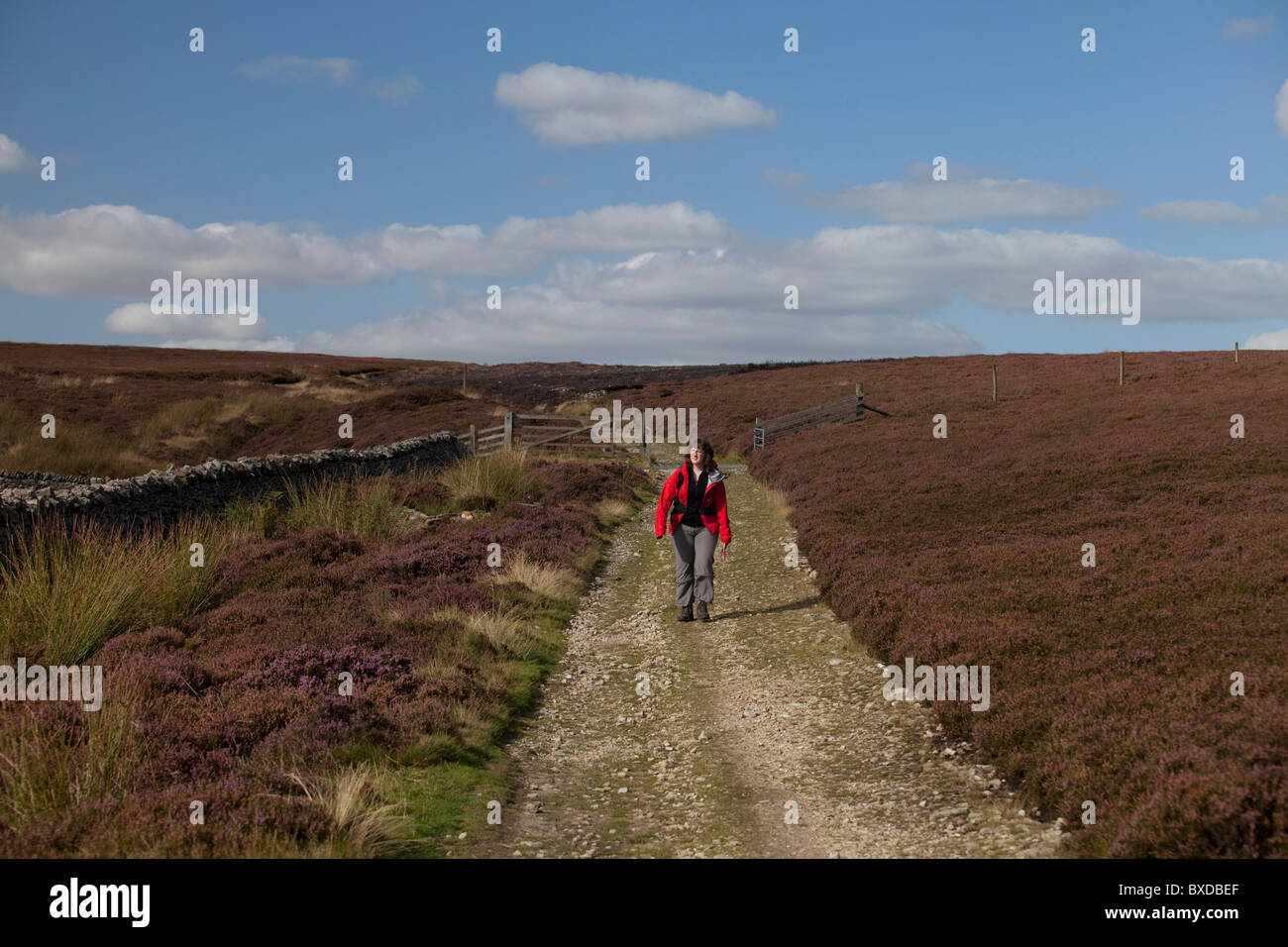 Walker on the Cleveland Way National trail , North Yorkshire Stock ...