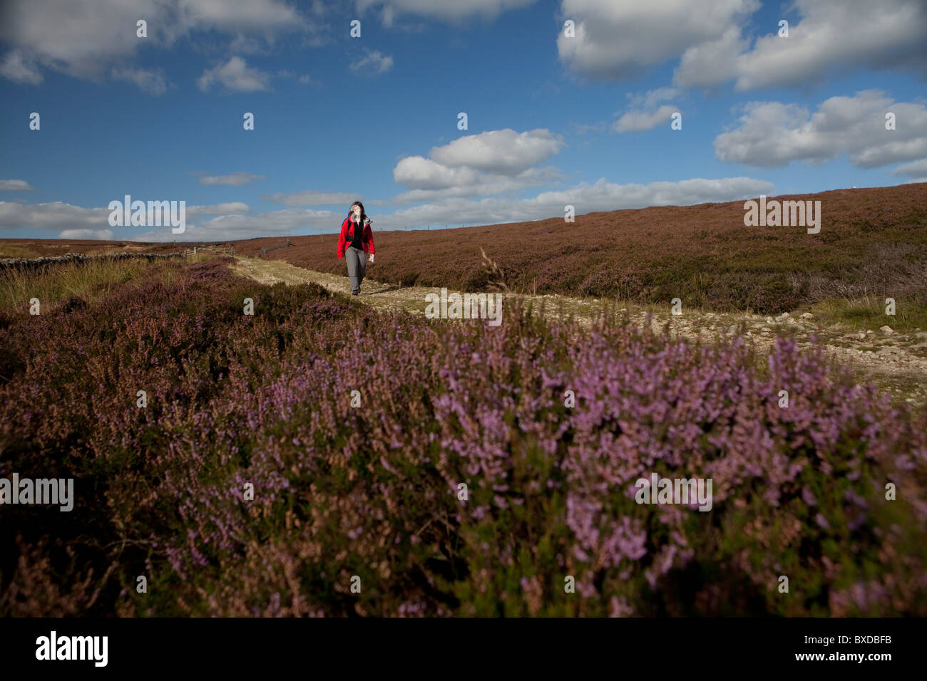 Walker on the Cleveland Way National trail , North Yorkshire Stock ...