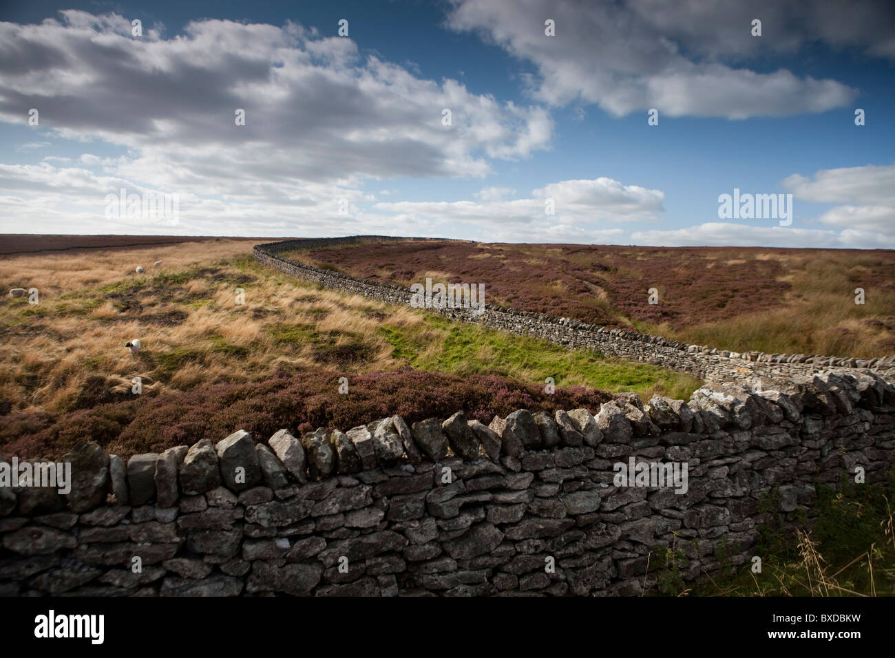 Walker on the Cleveland Way National trail , North Yorkshire Stock ...