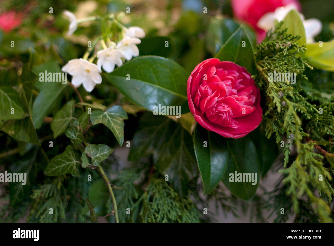 A red carnation in a flower arrangement Stock Photo - Alamy