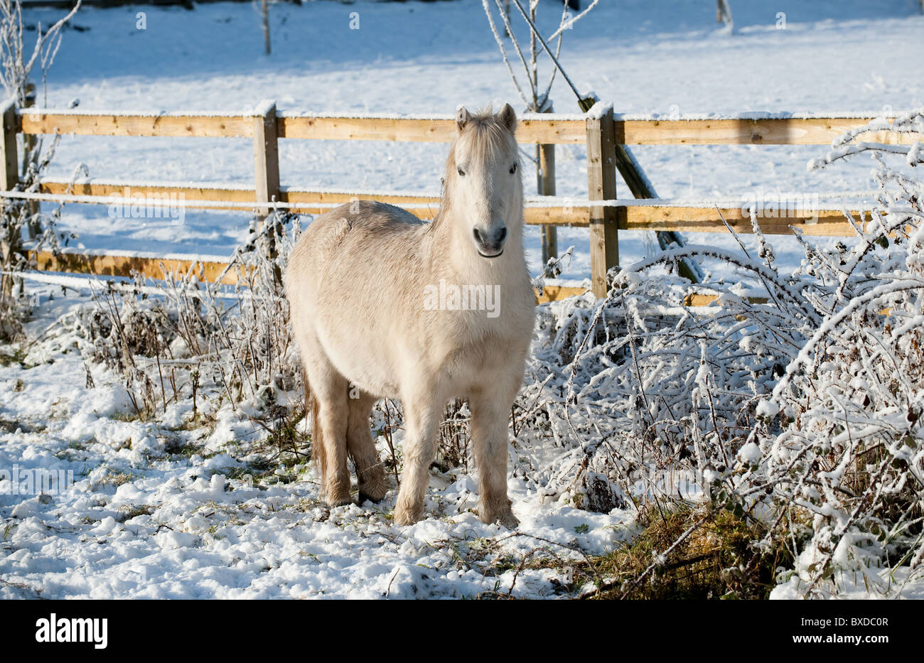 Small white pony near fence Stock Photo - Alamy
